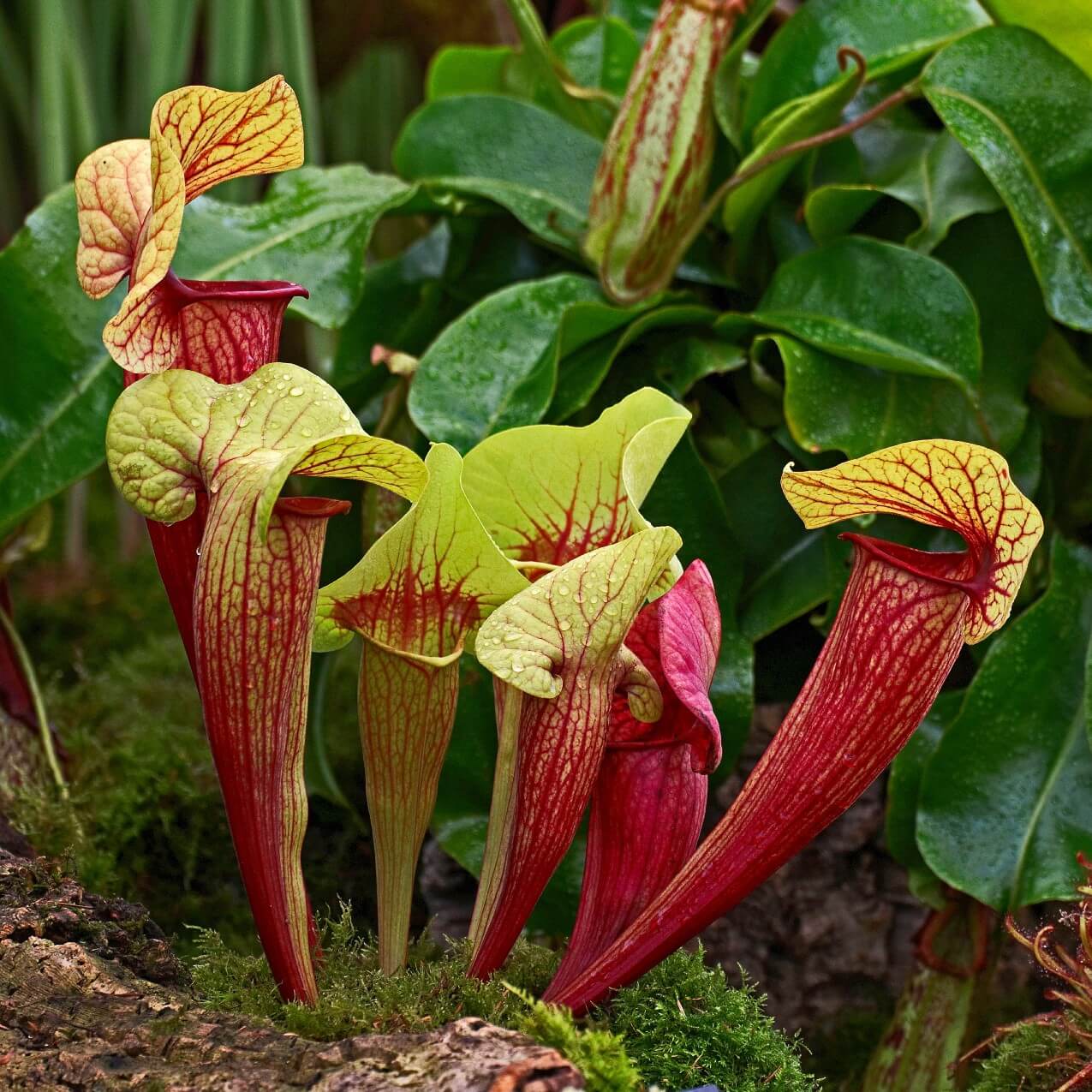 Muholovka ili biljka mesožderka – Gardenshop.hr